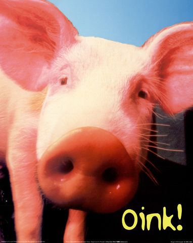 Learning from a Pig – Stephen C. Rice